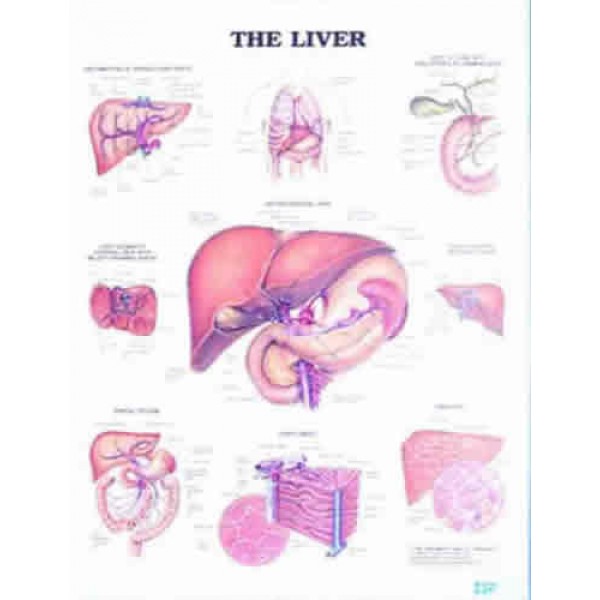 Liver Chart