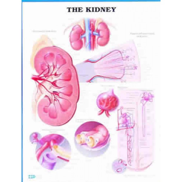 Kidney Chart